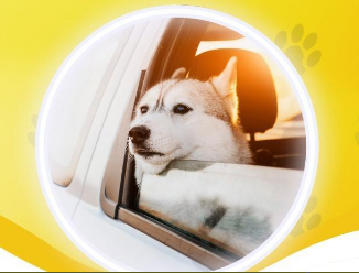 Coler - Transporte de PET